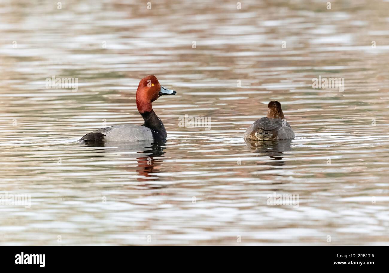 A Redhead duck with an elongated neck, attempting to catch a female's ...