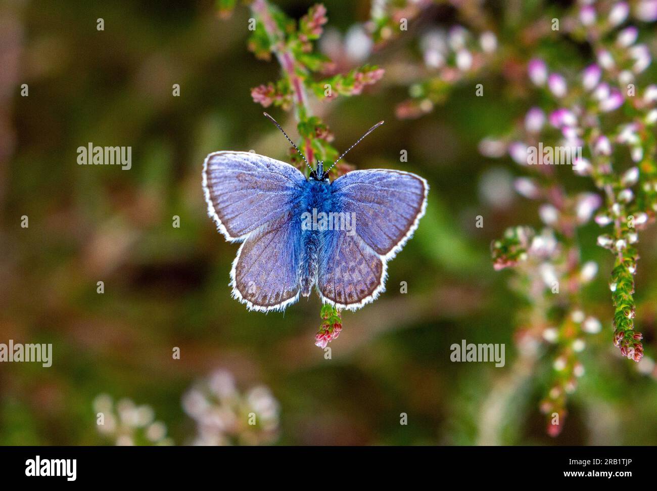 Silver-studded Blue butterfly Plebejus argus at the Butterfly ...