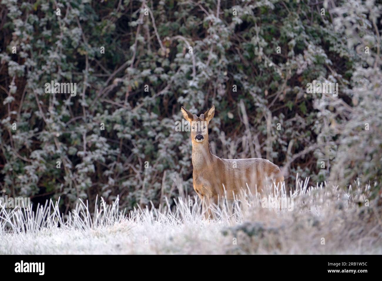 Roe Deer (Capreolus capreolus). Heavy frost, winter in Farnham Park ...