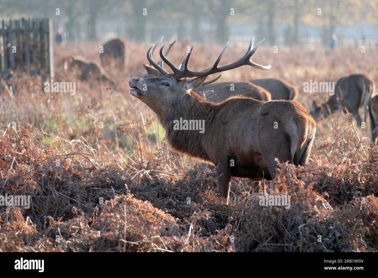 Stag calling hi-res stock photography and images - Alamy