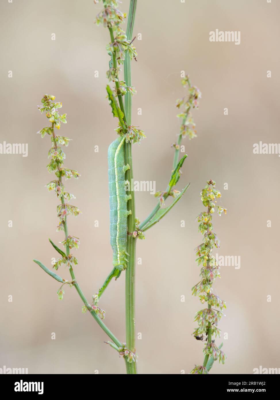 Angle Shades moth caterpillar, Phlogophora meticulosa Stock Photo - Alamy
