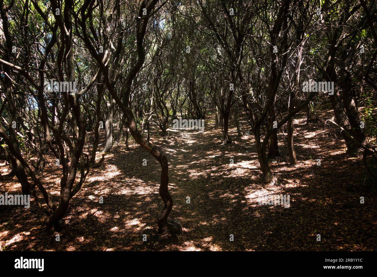 Path inside the shadows of the dense forest in Erimitis, Corfu, Greece ...