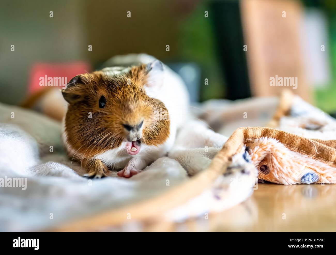 Front view of a tired Guinea pig laying on a blanket while stretching ...
