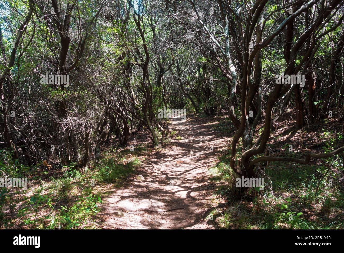 Path inside the shadows of the dense forest in Erimitis, Corfu, Greece ...