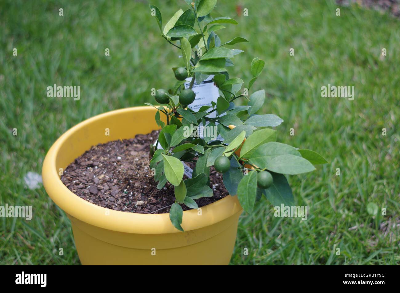 Limes tree hi-res stock photography and images - Alamy