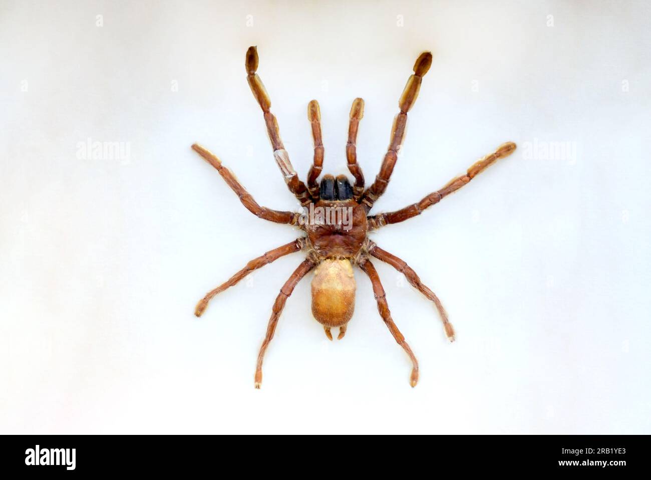 Exotic insects of the fauna of South America common in Central and ...