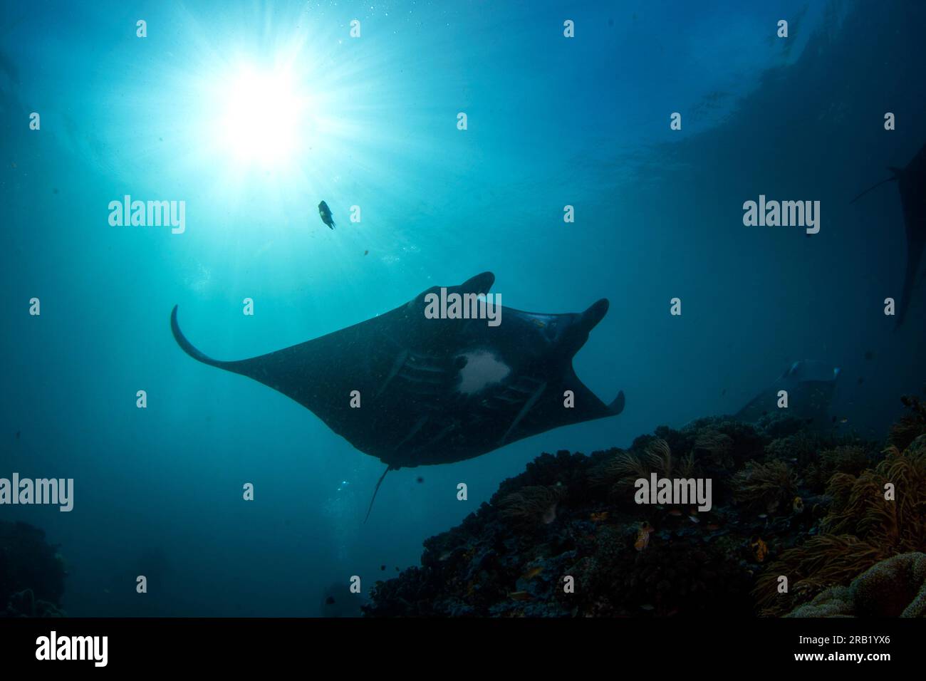 Reef manta ray is swimming above the bottom. Mobula alfredi during dive ...