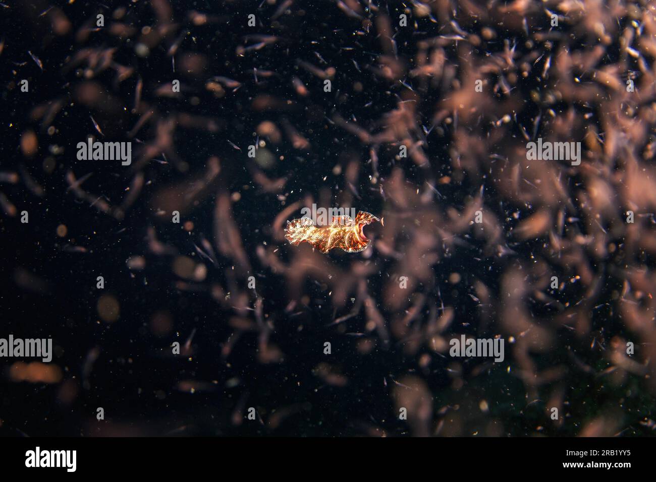 Anaspidea during dive in Raja Ampat. Discodoris is dancing near the sea level. Indonesian animal ...