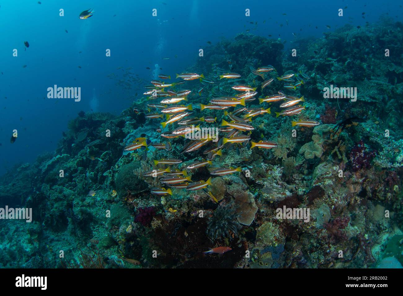 Lutjanus biguttatus during dive in Raja Ampat. Shoal of two spot ...
