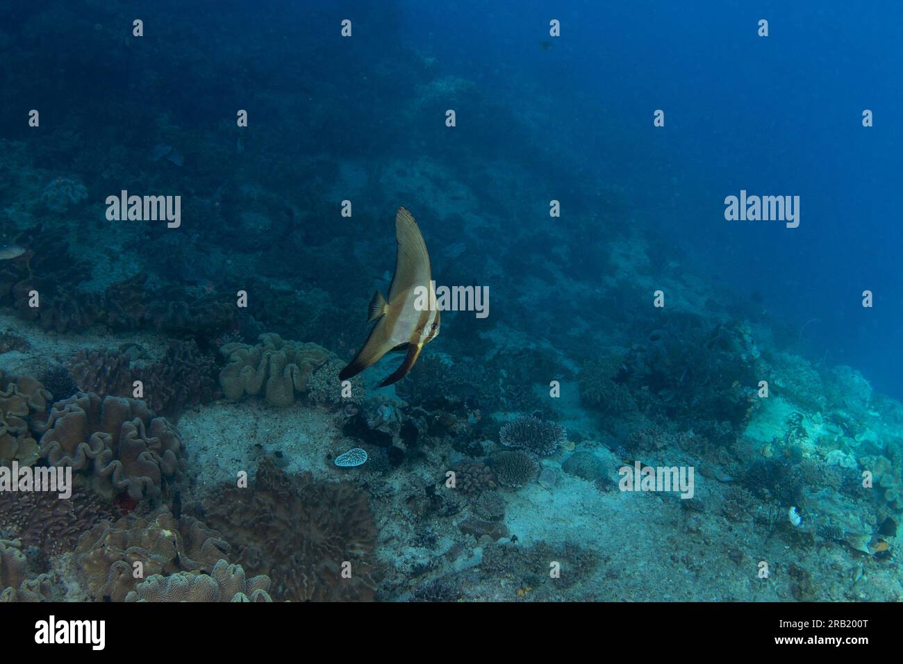 Platan fish hi-res stock photography and images - Alamy