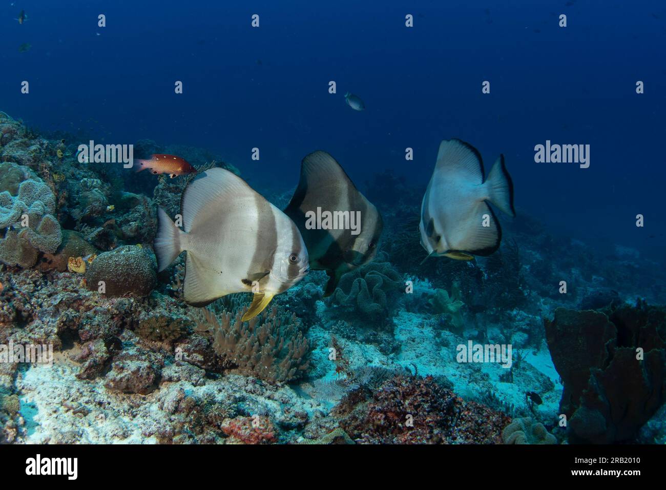 Platan fish hi-res stock photography and images - Alamy