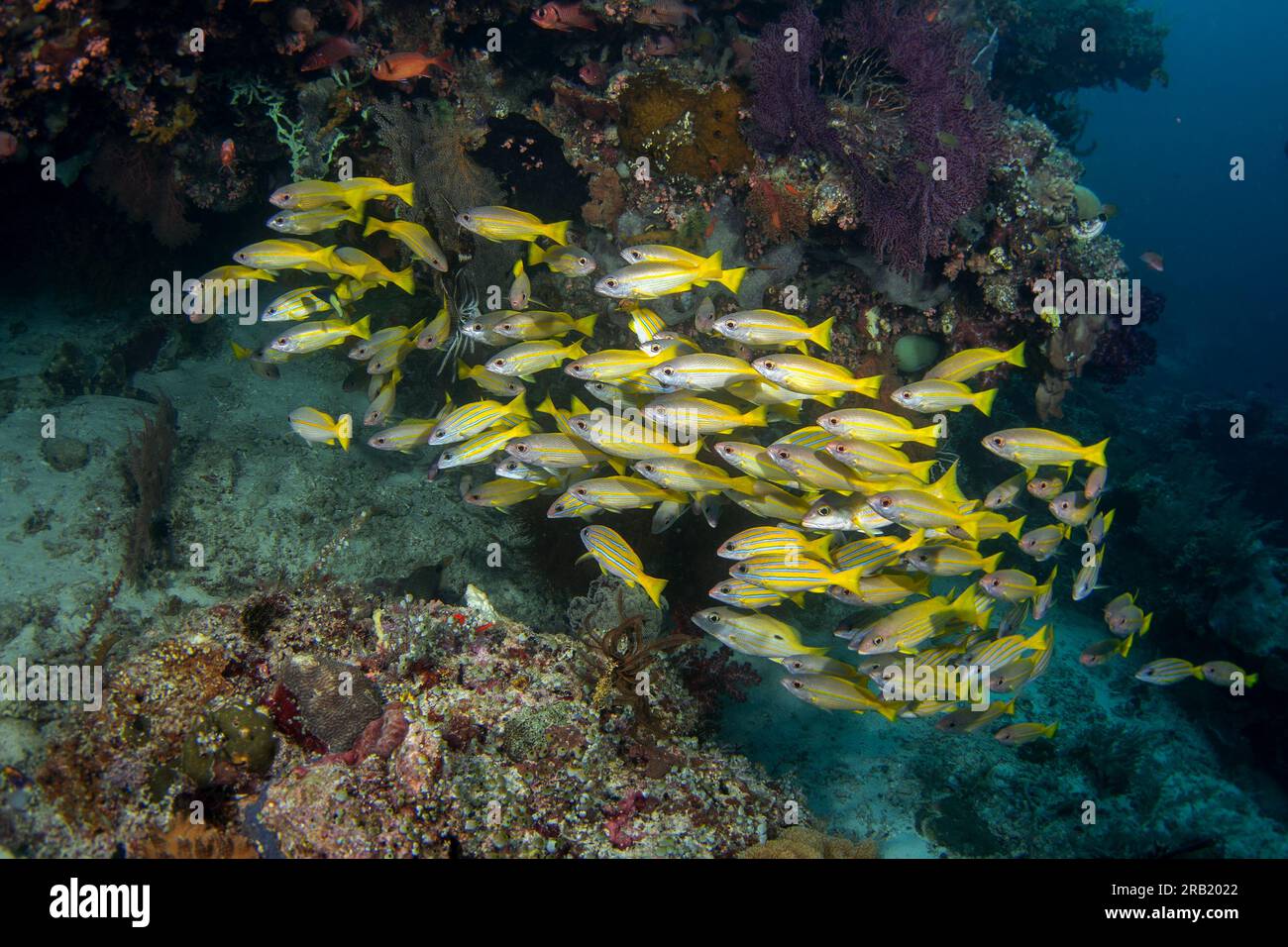 Mimic goatfish swim in big shoal with yellowfin goatfish ...