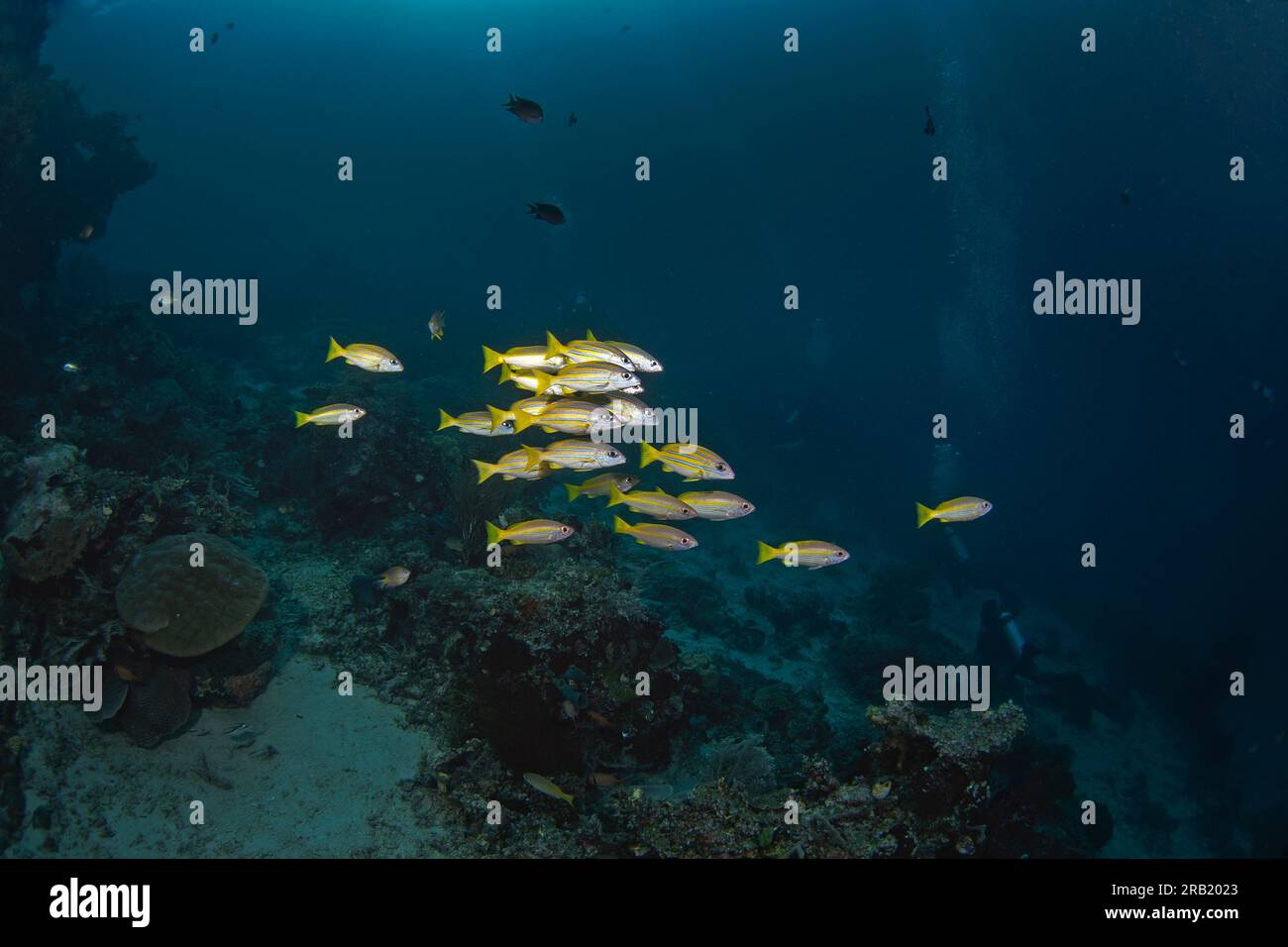 Mimic goatfish hi-res stock photography and images - Alamy