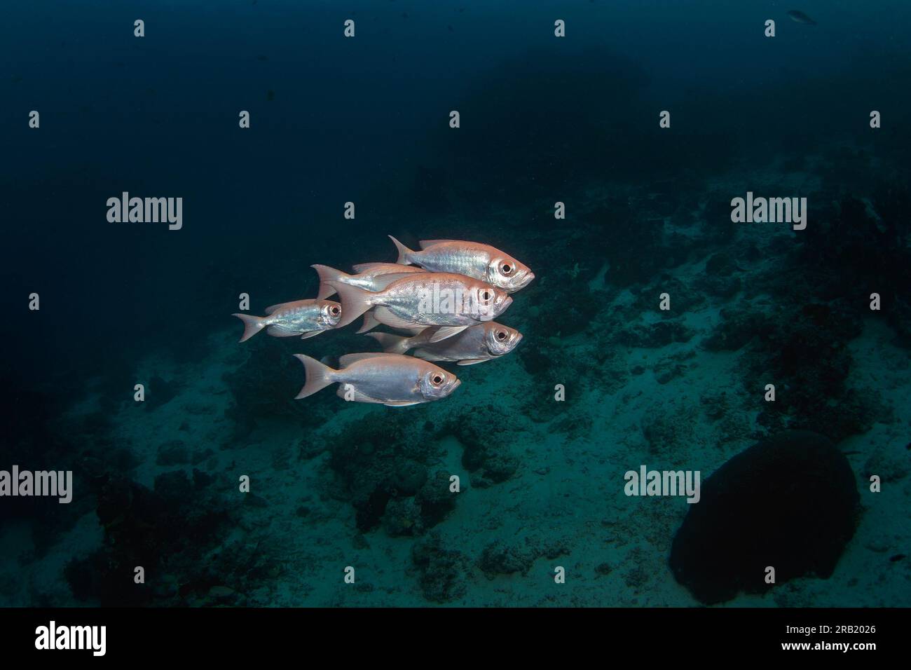Crescent tail bigeye are swimming in the shoal. Priacanthus hamrurs ...