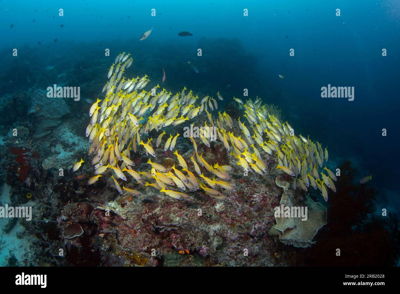 Mimic goatfish hi-res stock photography and images - Alamy