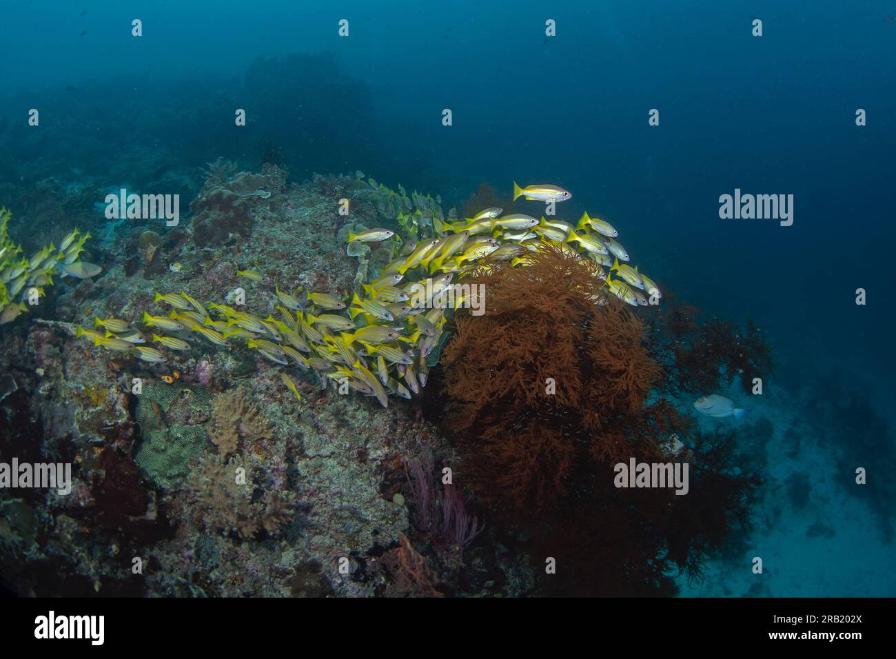 Mimic goatfish swim in big shoal with yellowfin goatfish ...