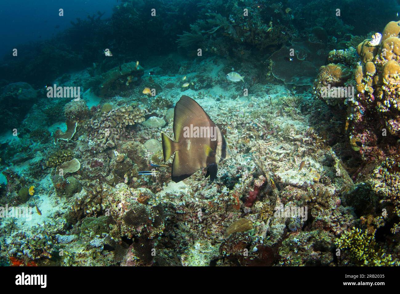 Platan batavianus hi-res stock photography and images - Alamy