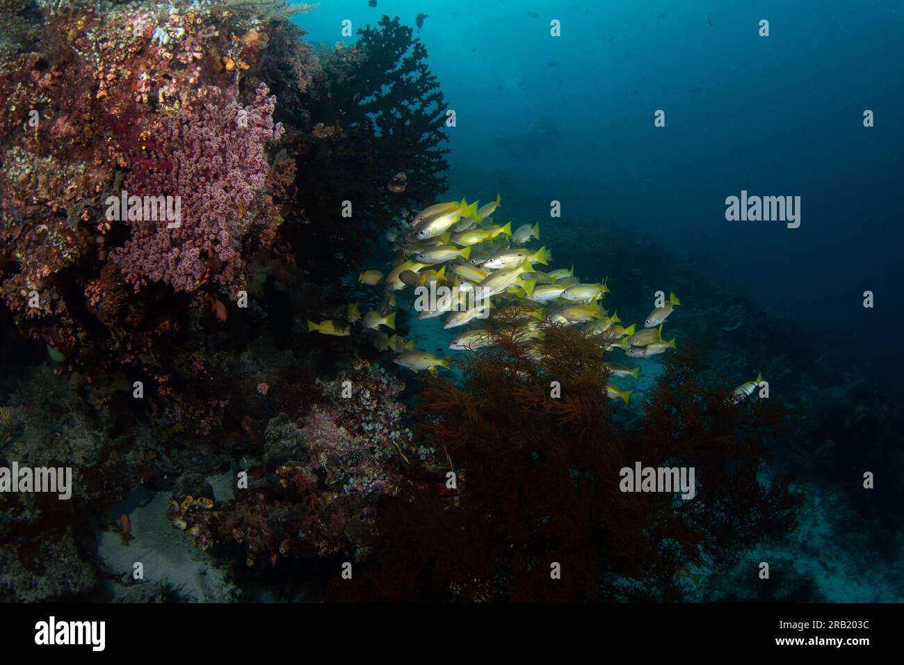Mimic goatfish swim in big shoal with yellowfin goatfish ...