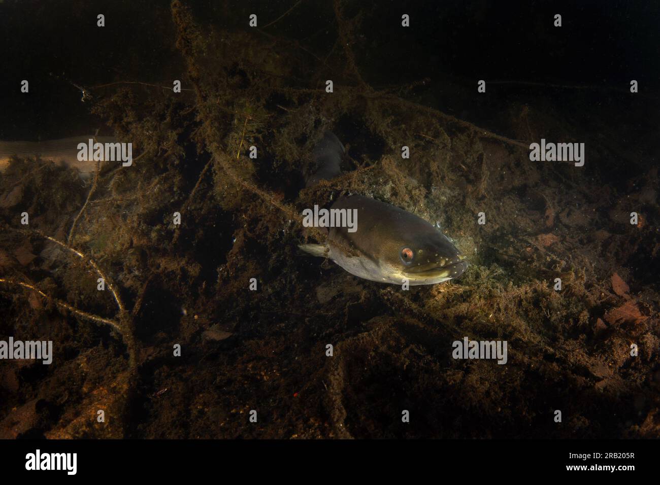 European eel is laying on the bottom. Eel during night dive in the lake ...