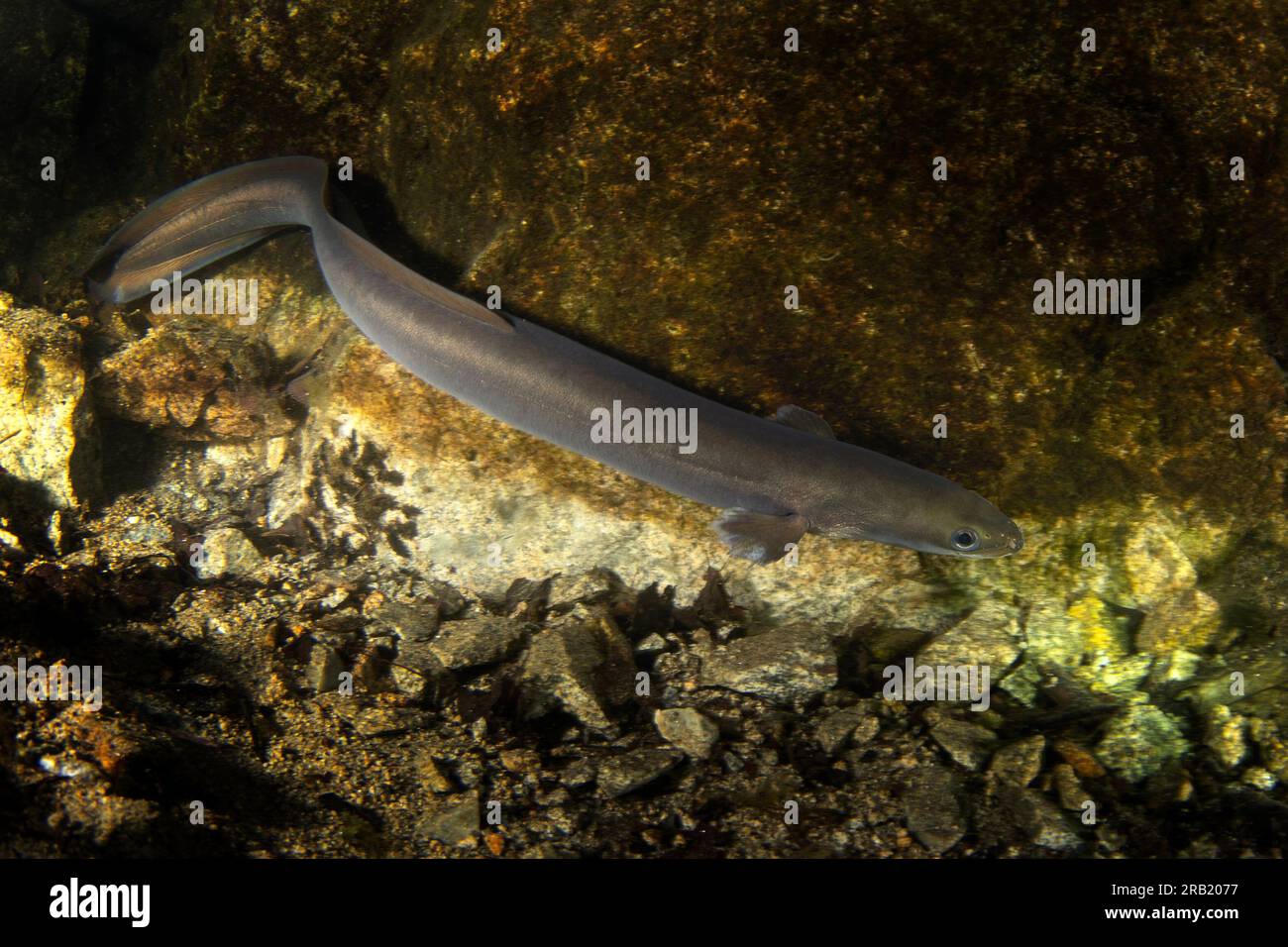 European eel is laying on the bottom. Eel during night dive in the lake ...