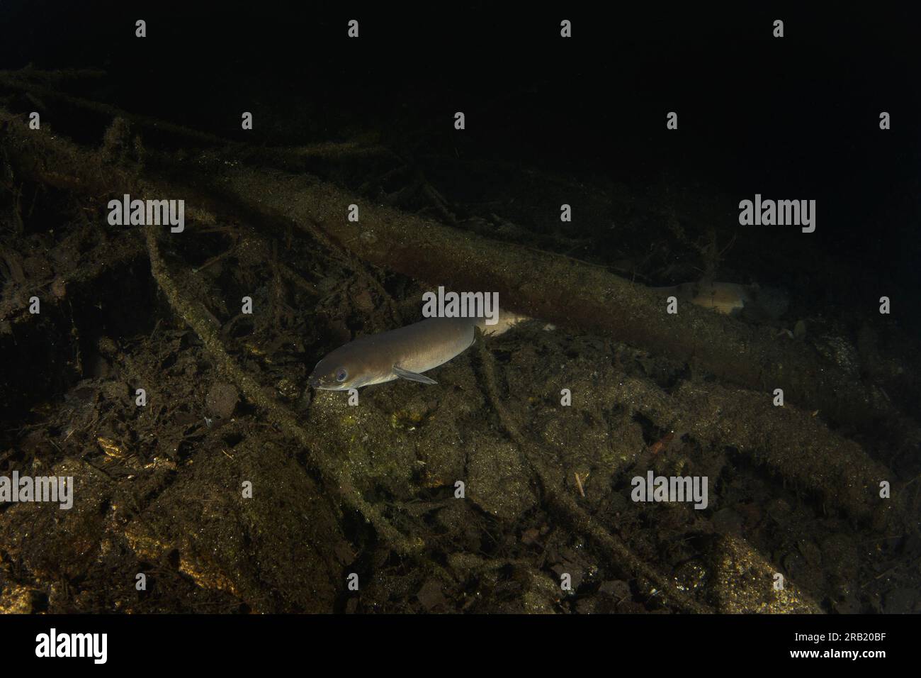 European eel is laying on the bottom. Eel during night dive in the lake ...