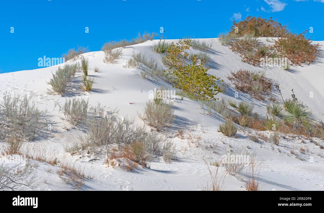 Winter Desert Ecosystem