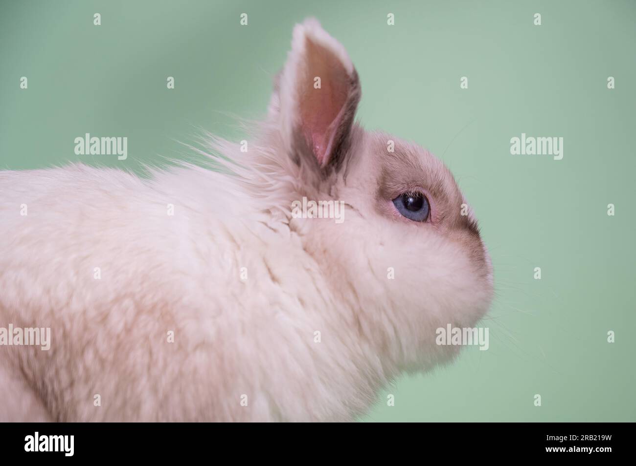 Portrait of a gray and white fox dwarf rabbit with large testicles ...