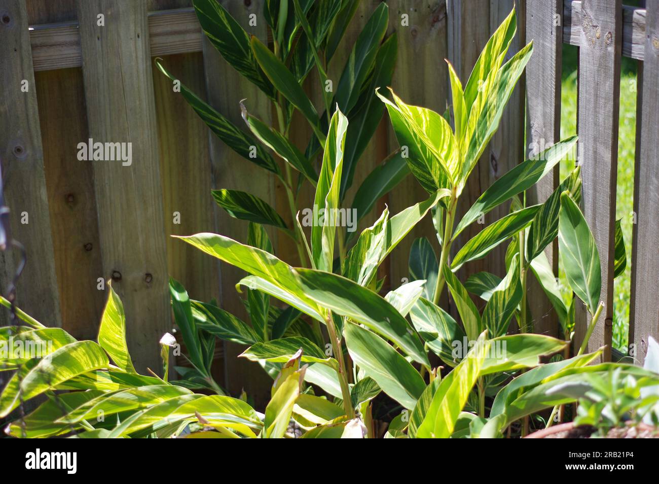 GINGER BUSH IN BACKYARD ALONG WOOD FENCE Stock Photo - Alamy