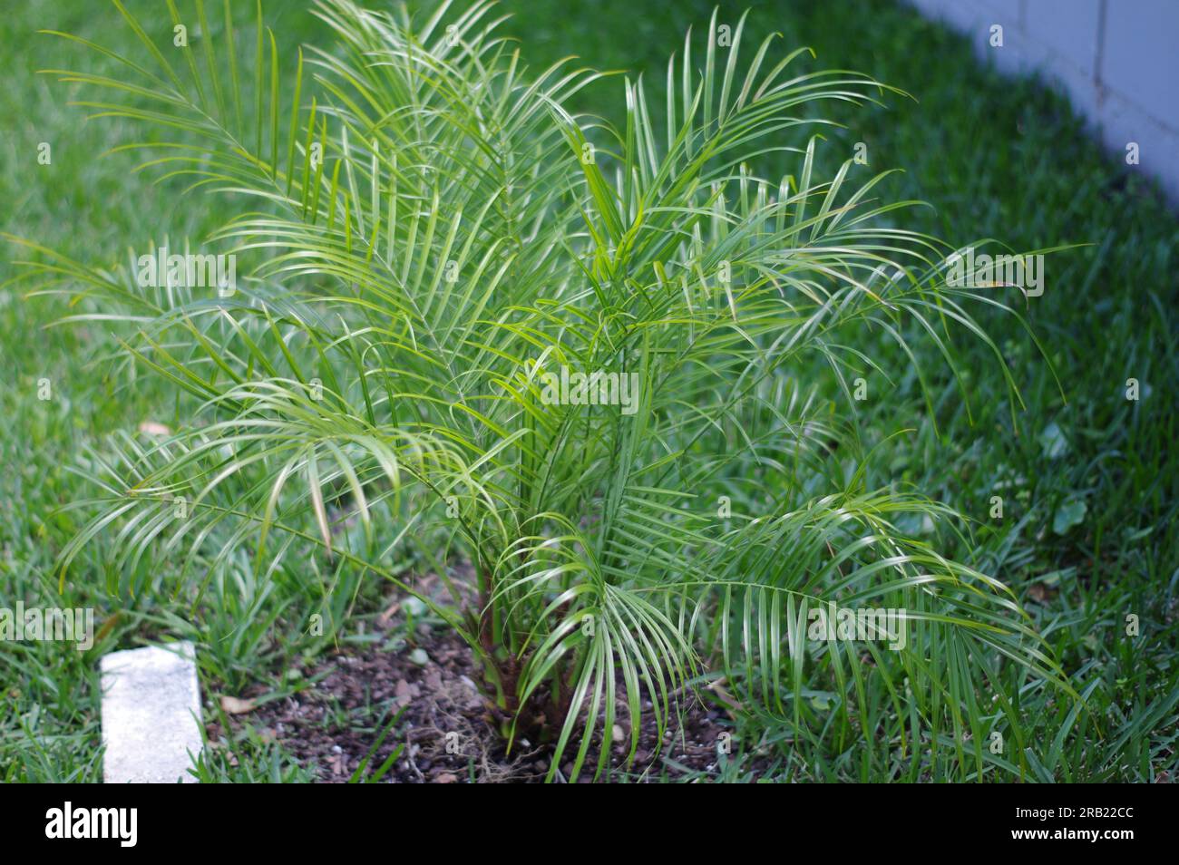 DWARF PALM TREE Stock Photo - Alamy