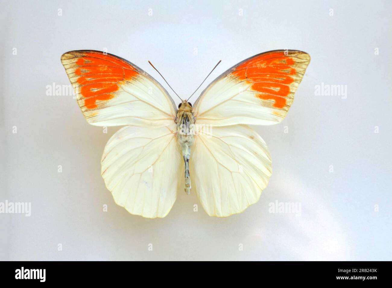 Exotic insects of the fauna of South America common in Central and ...