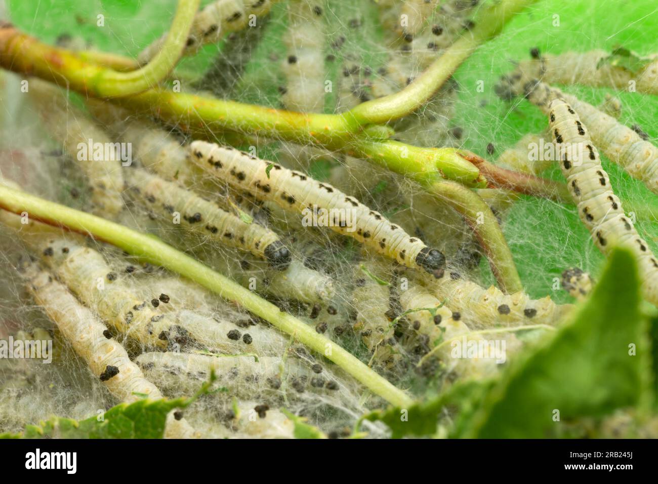 Larvae larva caterpillar hi-res stock photography and images - Alamy
