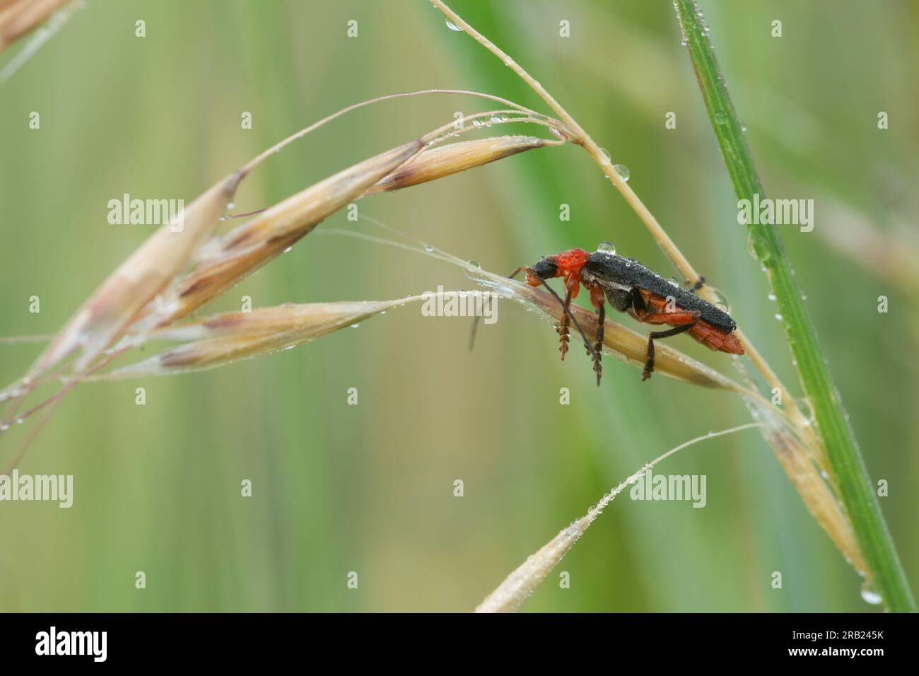 Detail dew on early hi-res stock photography and images - Alamy
