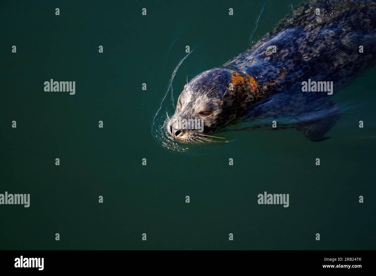 Seal swimming in ocean hi-res stock photography and images - Alamy