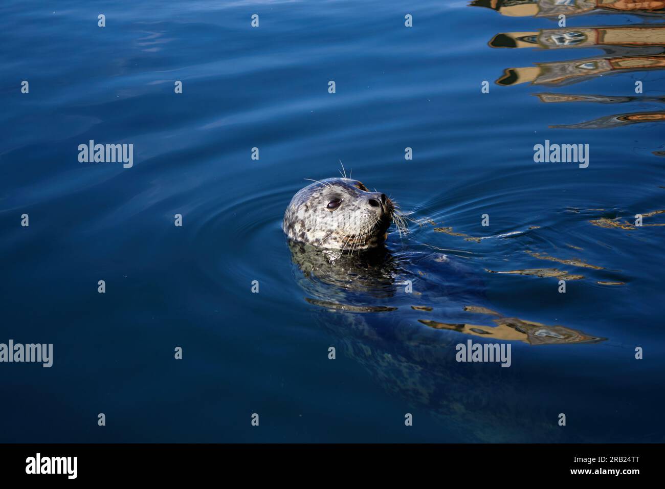 Seal head above water hi-res stock photography and images - Alamy