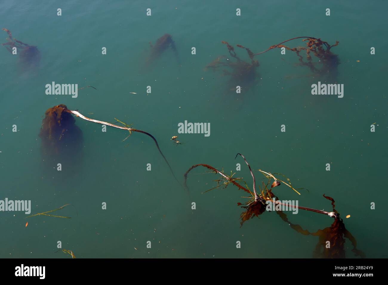 Kelp is floating in the ocean Stock Photo - Alamy