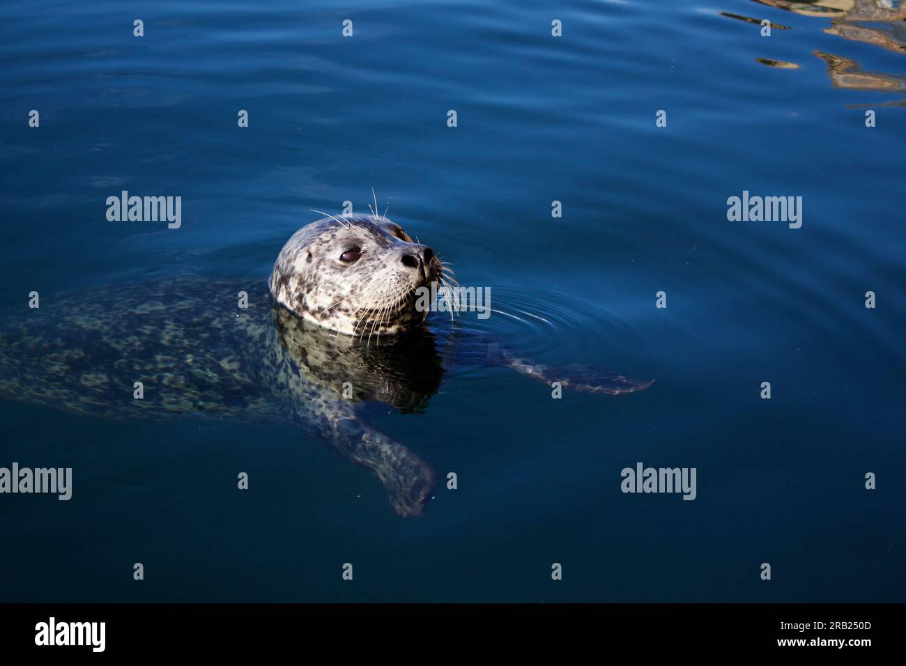A seal in the ocean Stock Photo - Alamy