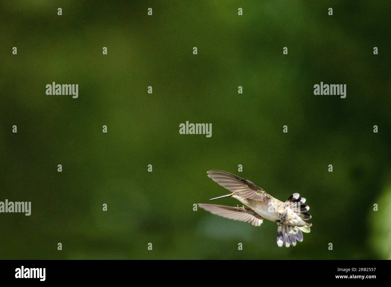 hummingbird in flight Stock Photo - Alamy