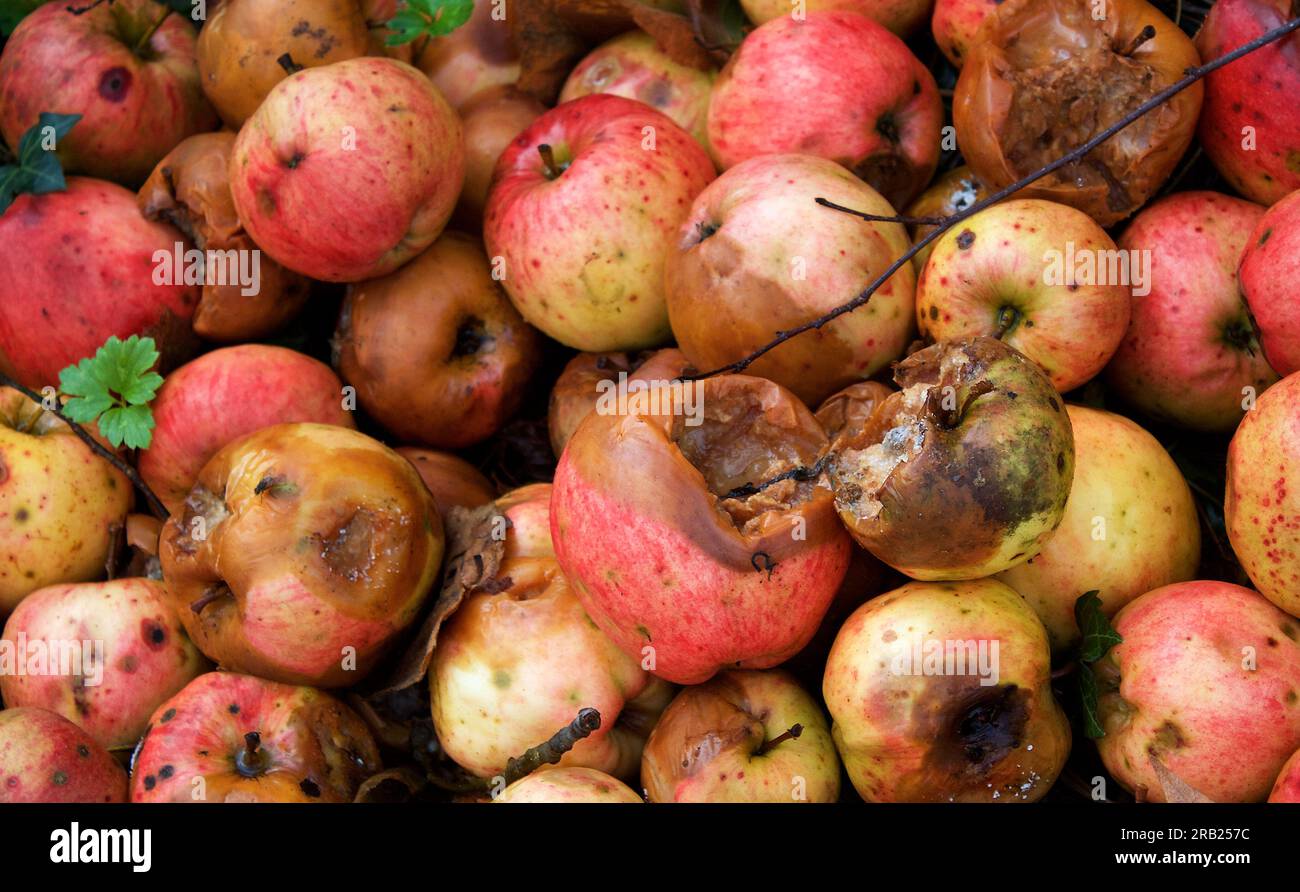 Very large apples hi-res stock photography and images - Alamy