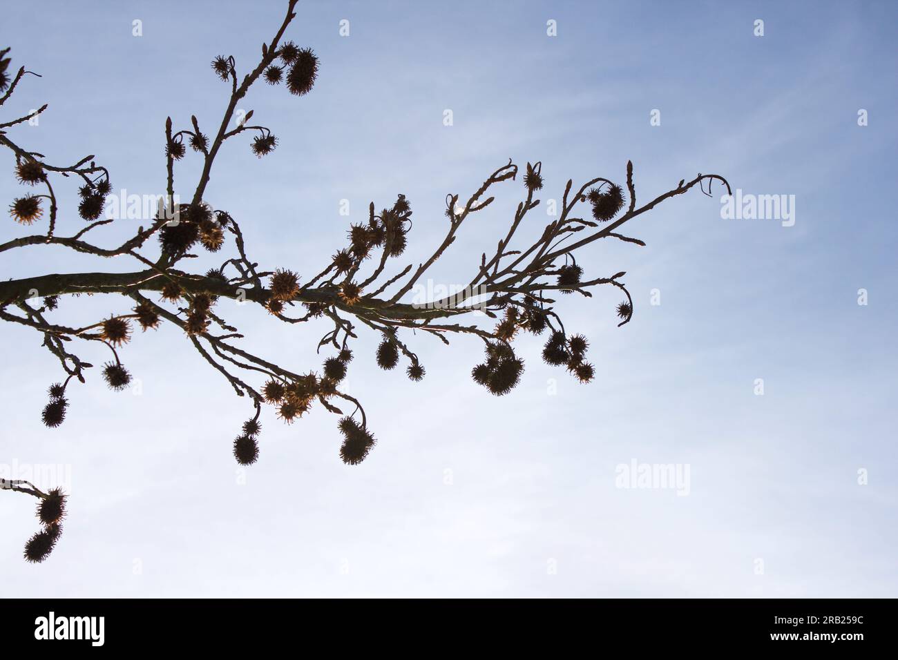 A tree branch reaches out from the left of the frame to the middle ...