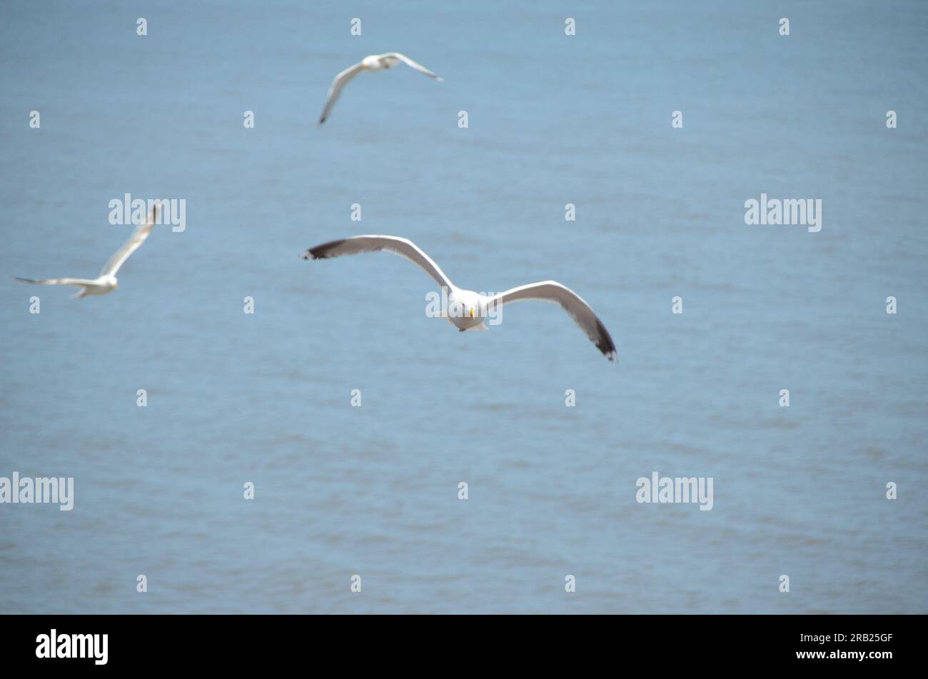 Seagulls of the ocean hi-res stock photography and images - Alamy
