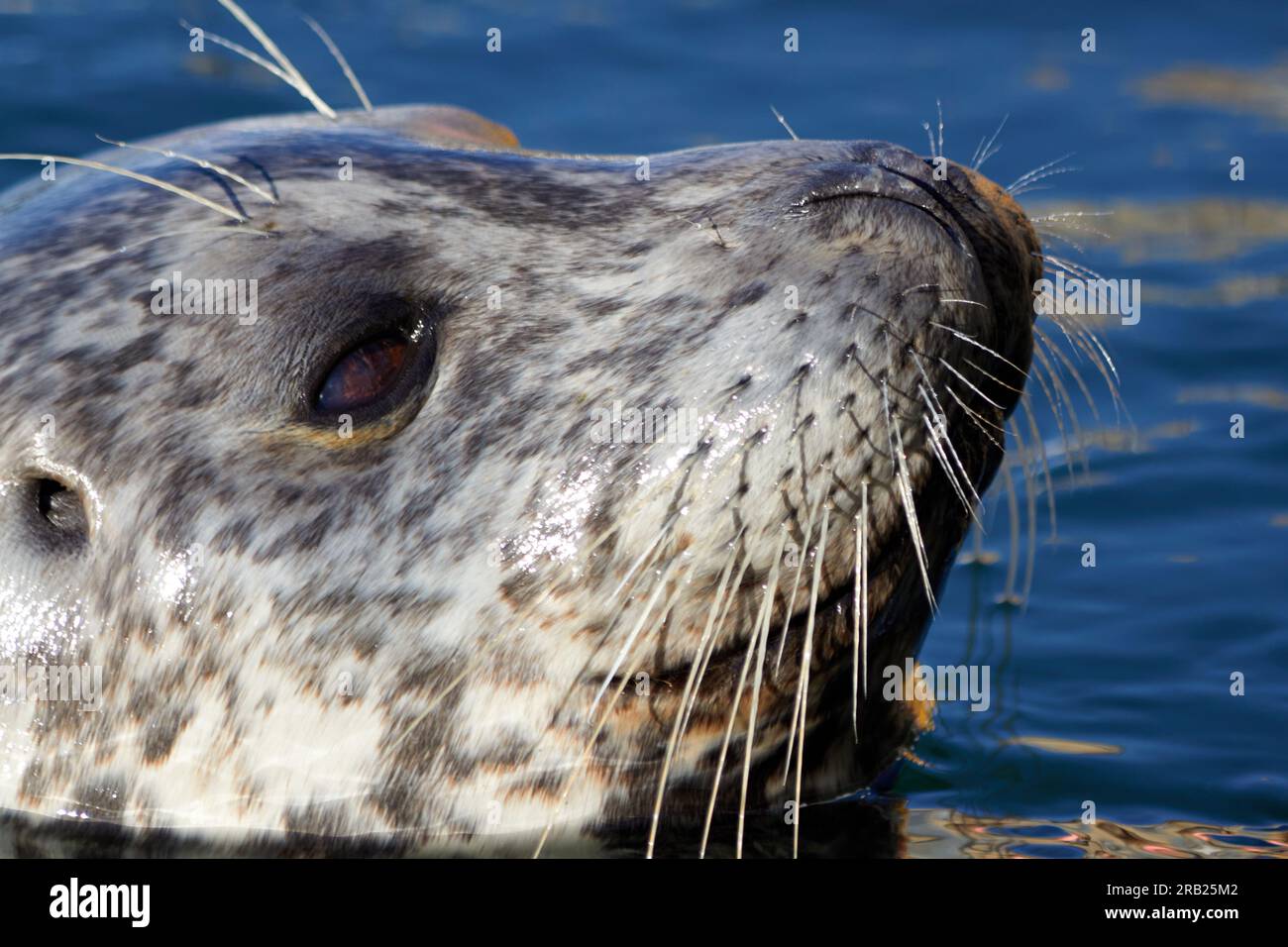 Seals head hi-res stock photography and images - Alamy