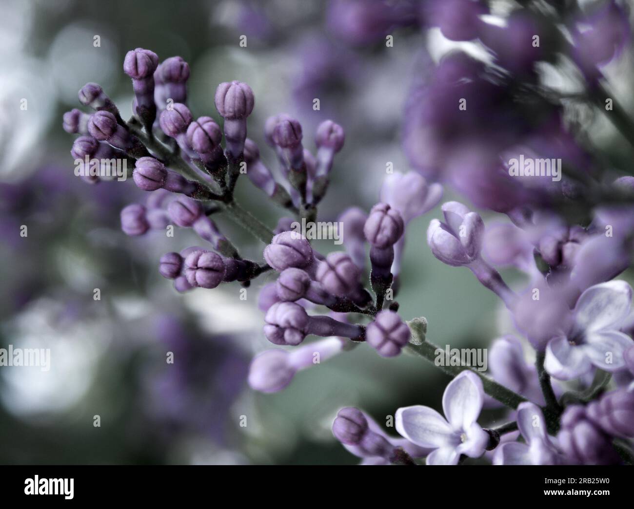 Fresh purple lilac flower hi-res stock photography and images - Alamy