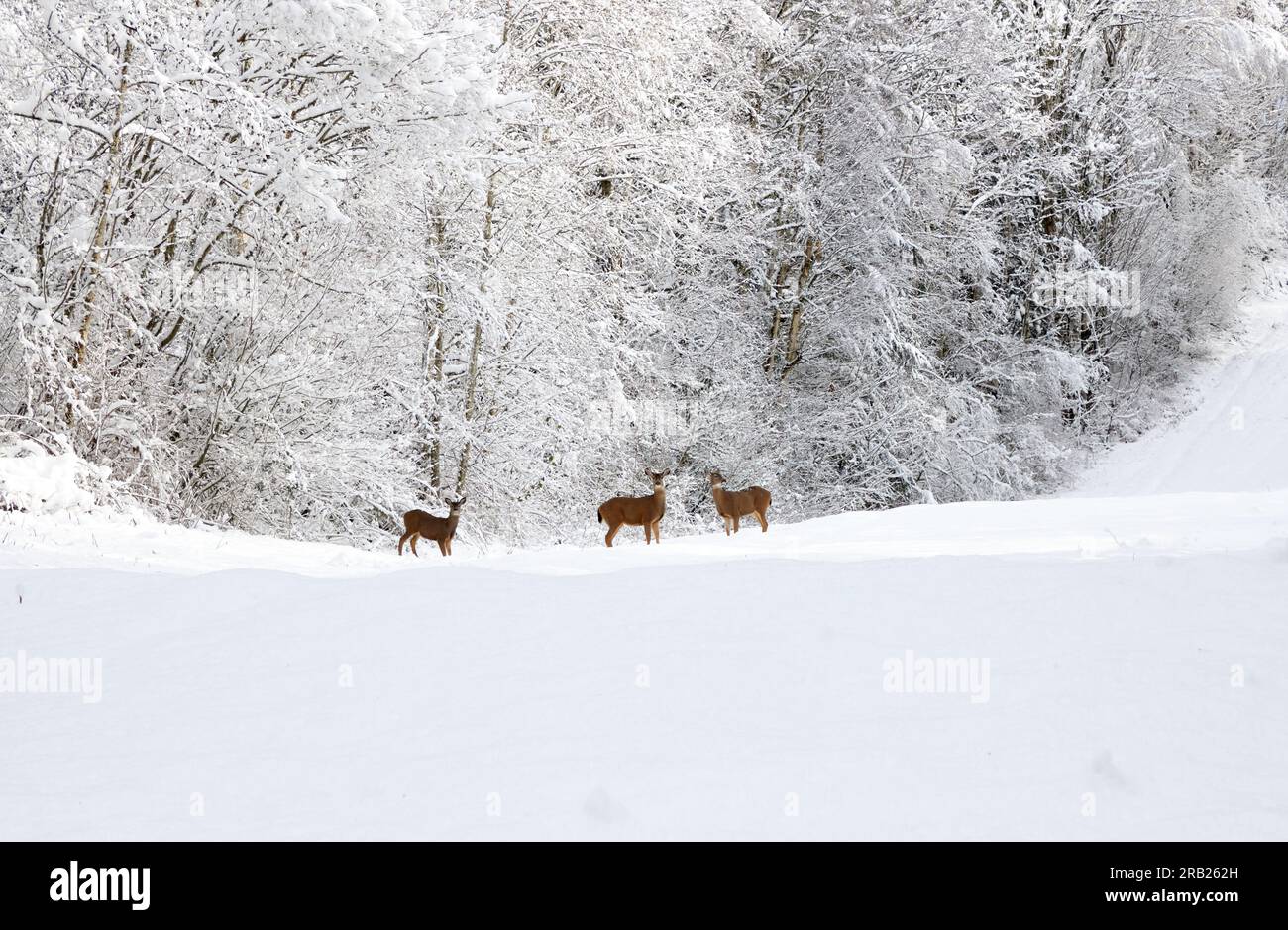 Three deer are standing in a snowing landscape Stock Photo - Alamy