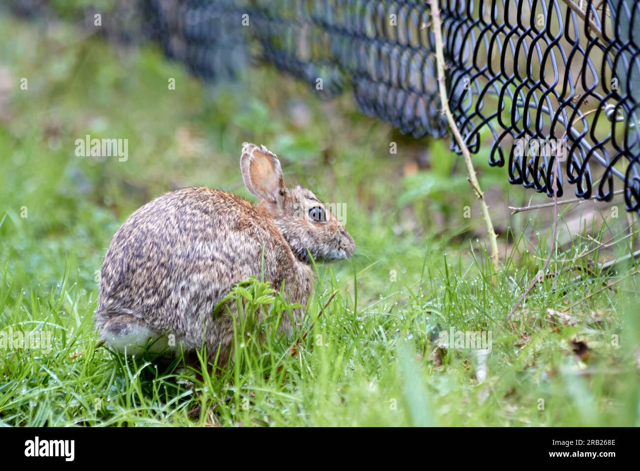 Rabbit wire hi-res stock photography and images - Alamy