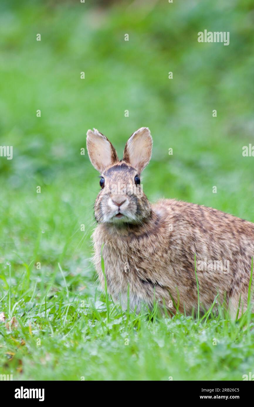 Rabbit and grass hi-res stock photography and images - Alamy