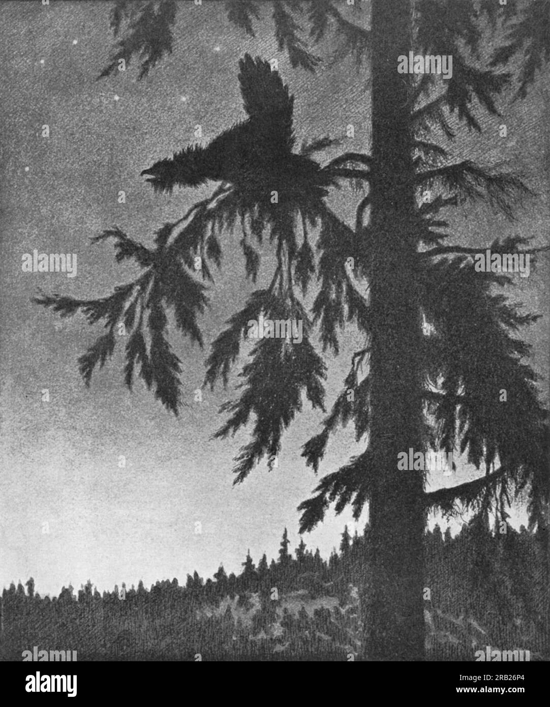 Black grouse 1900 by Theodor Severin Kittelsen Stock Photo - Alamy