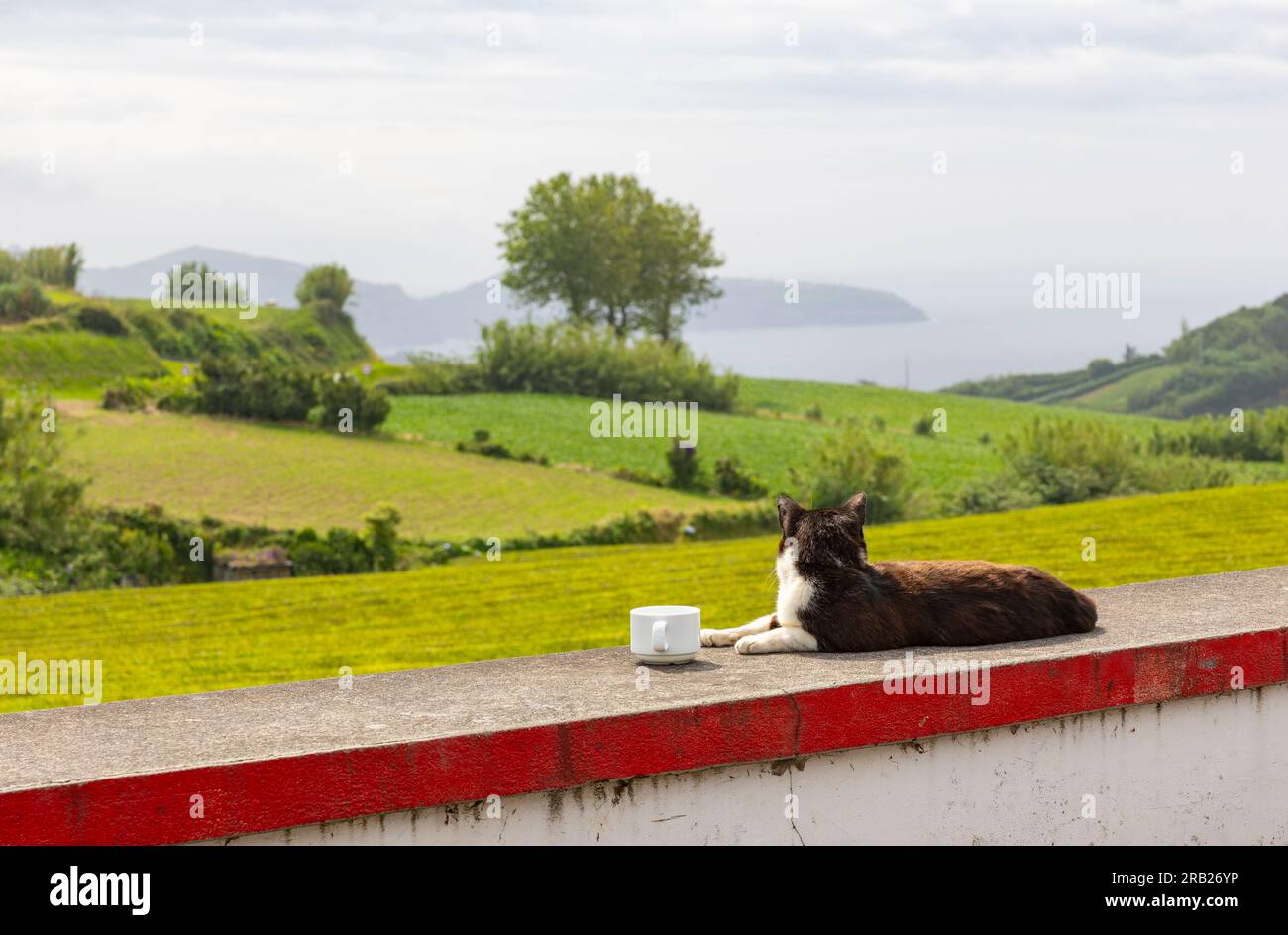 Cat sitting on the wall with a cup of tea on the side, with the tea ...