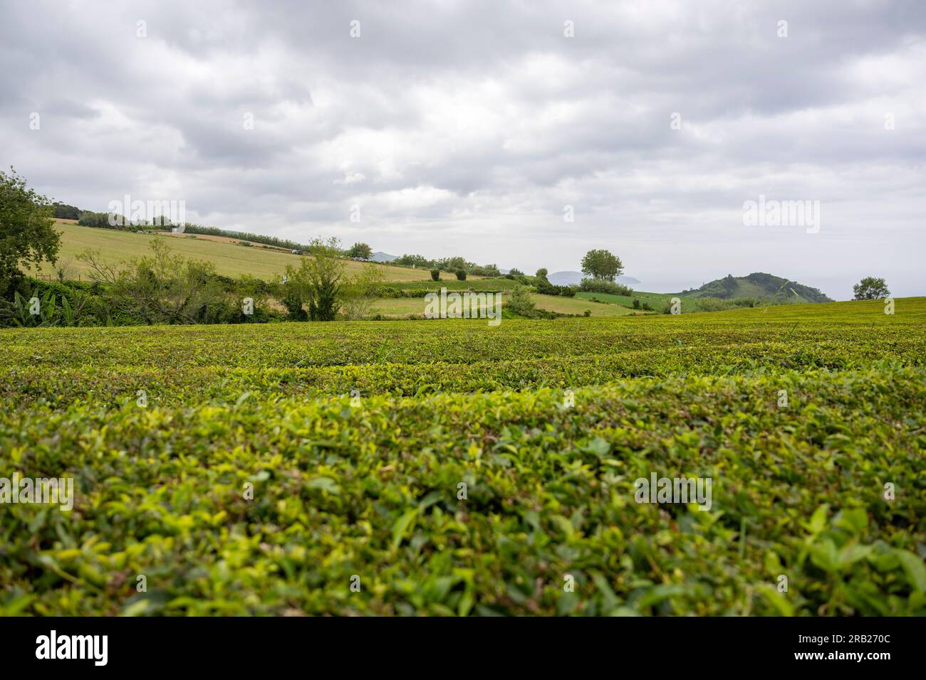 Green field with tea plantation on Gorreana Tea Factory in the island ...