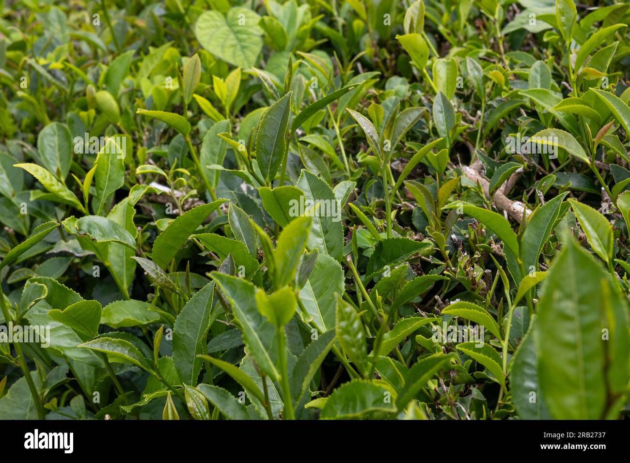 Tea leaves at tea plantation of Gorreana, in the island of Sao Miguel ...