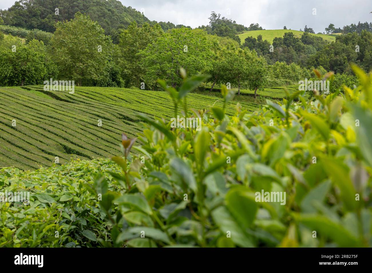 Tea plantation in Gorreana, São Miguel Island in the Azores. Tea ...